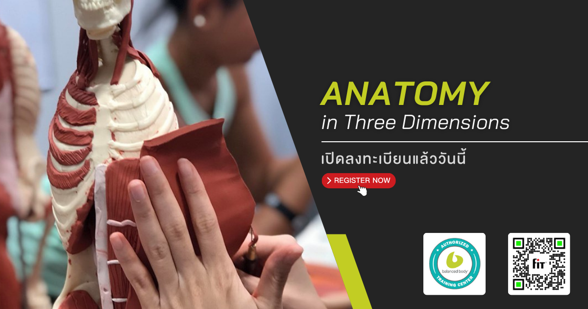 Anatomy in Three Dimensions (excludes Balanced Body® manual)